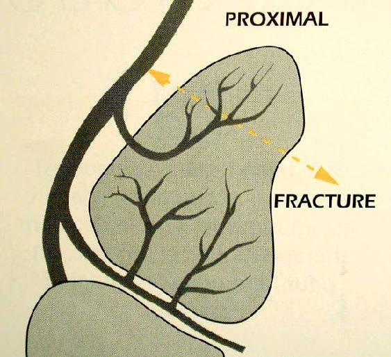 Anatomie - Centre de la Main Orleans